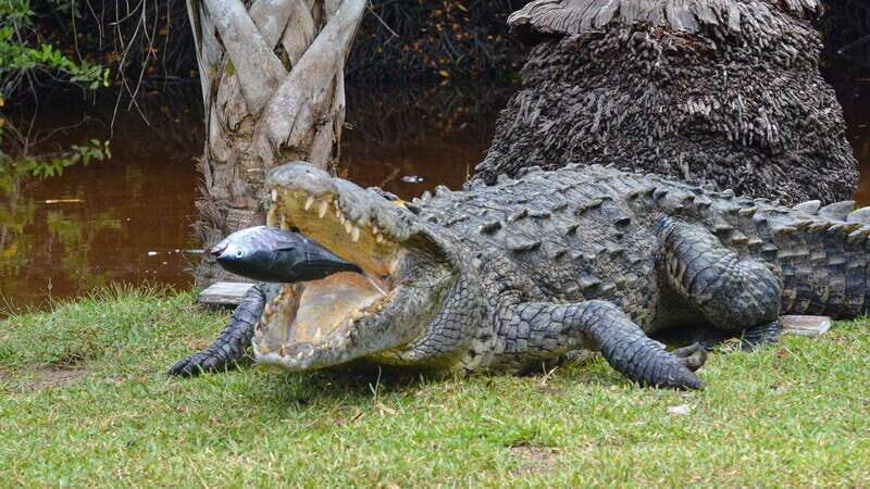 Puerto Escondido: Oaxaca Coast Wildlife Ecotour - In The Sum Up