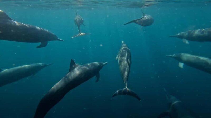 Puerto Escondido: The Best Adventure for Dolphin Watching - An In-Depth Look at the Dolphin Watching Tour