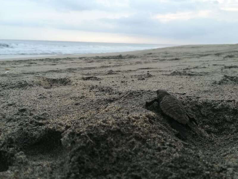 Puerto Escondido: Turtle Release and Bioluminescent Plankton - Day-by-Day Breakdown of the Tour