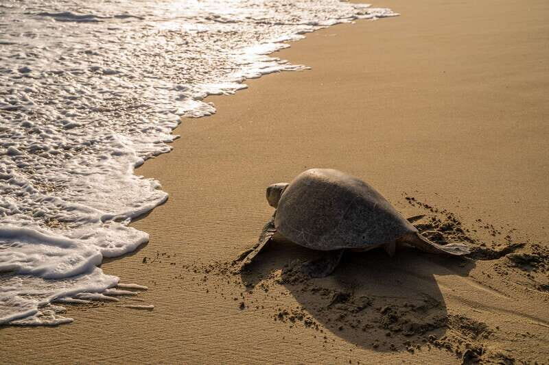 Puerto Escondido: Turtle Release Experience - Key Points