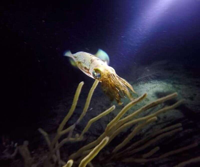 Puerto Morelos: Ojo de Agua Night Dive for Certified Divers - Key Points