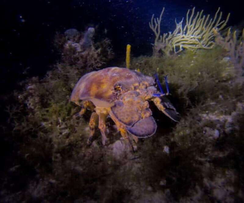 Puerto Morelos: Ojo de Agua Night Dive for Certified Divers - What to Expect from the Ojo de Agua Night Dive Tour