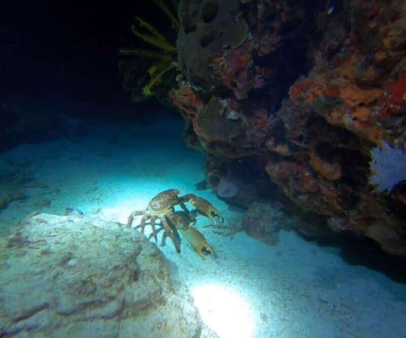 Puerto Morelos: Ojo de Agua Night Dive for Certified Divers - How This Tour Compares to Other Experiences