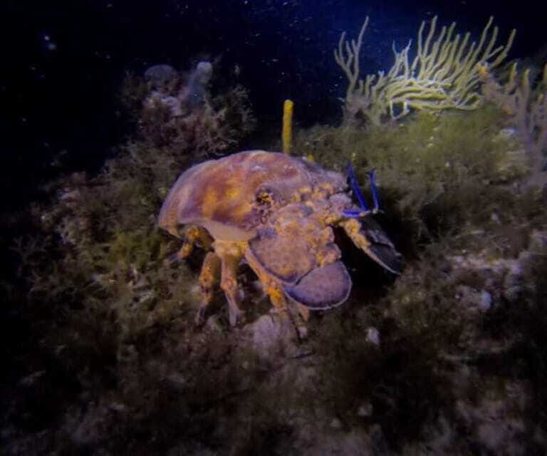 Puerto Morelos: Ojo de Agua Night Dive for Certified Divers - FAQs