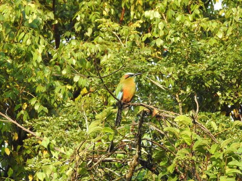 Puerto Morelos: Ruta de los Cenotes Birdwatching Tour - FAQ