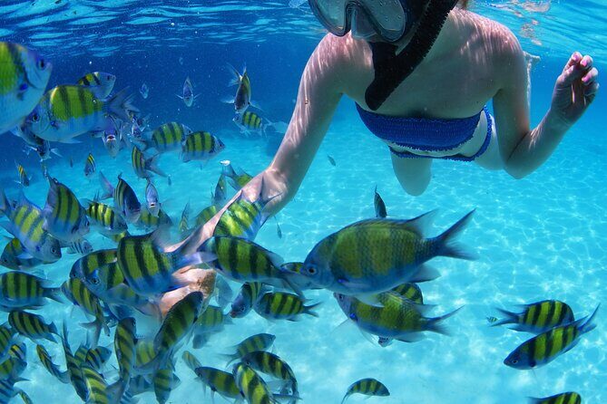 Puerto Morelos Snorkel Nature Tour ! Private from Cancun - An In-Depth Look at the Puerto Morelos Snorkel Tour