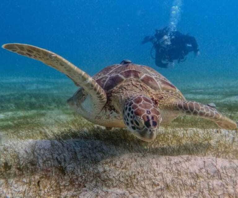 Puerto Morelos: Two Reef Dives for Certified Divers - Final Thoughts: Who Will Love This Tour?
