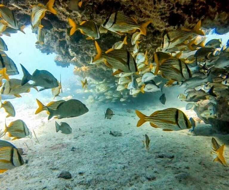 Puerto Morelos: Two Reef Dives for Certified Divers - FAQ