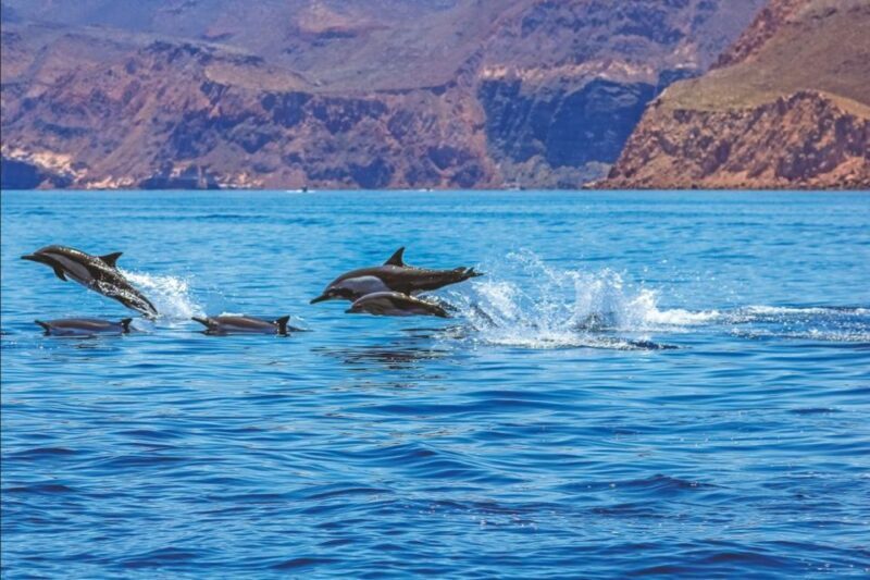 Puerto Rico : 2 hour Dolphin Catamaran Excursion - Who Should Consider This Tour?