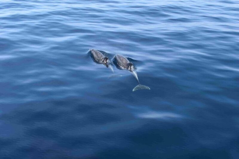 Puerto Rico de Gran Canaria: Premium Dolphin Catamaran Tour - Key Points