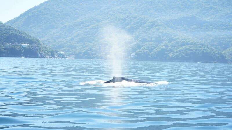 Puerto Vallarta: 3-Hour Whale Watching and Snorkeling - Introduction: A Snappy Snapshot of the Tour