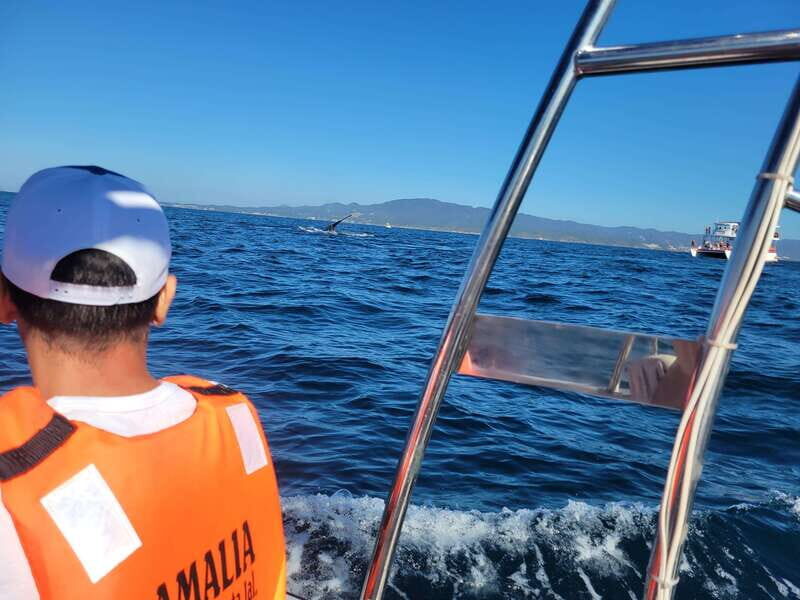 Puerto Vallarta: 3-Hour Whale Watching and Snorkeling - The Boat and Crew Experience