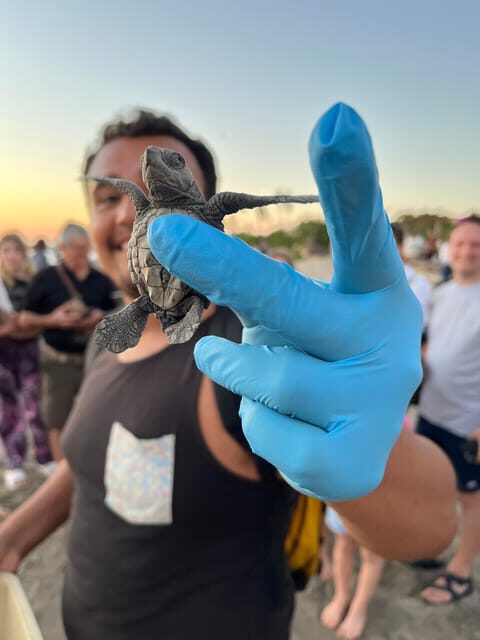 Puerto Vallarta: Baby Turtle Release in Conservation Area - Key Points