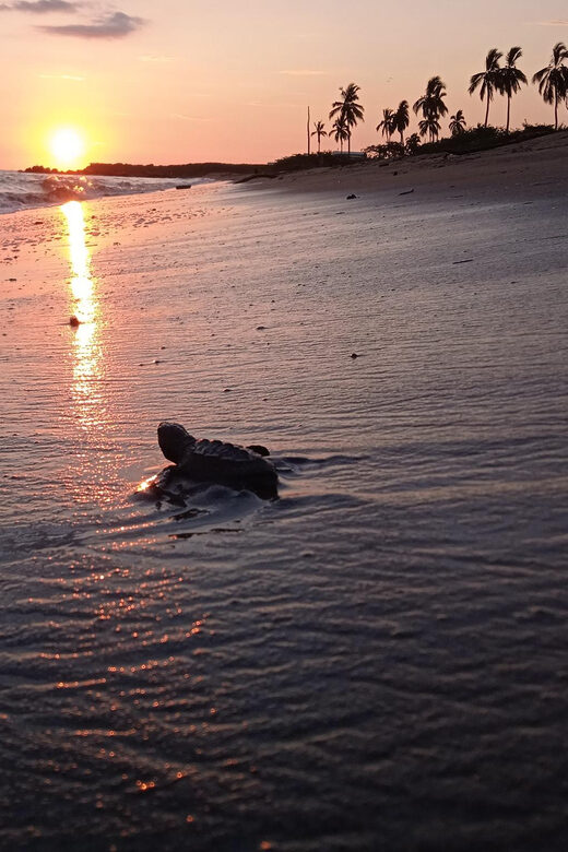 Puerto Vallarta: Baby Turtle Release in Conservation Area - What Happens During the Tour