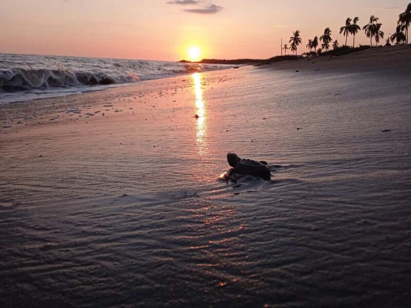 Puerto Vallarta: Baby Turtle Release in Conservation Area - Duration and Practical Tips