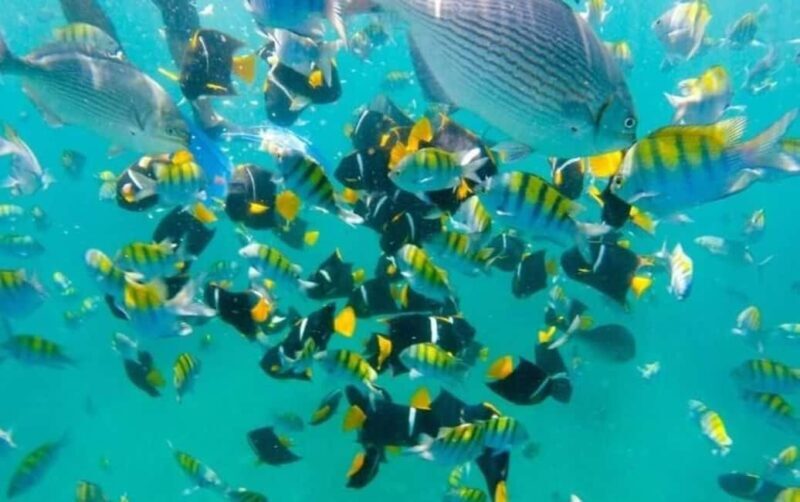 Puerto Vallarta: Beach Boy Los Arcos, Animas and Quimixto - Who Is This Tour Best For?