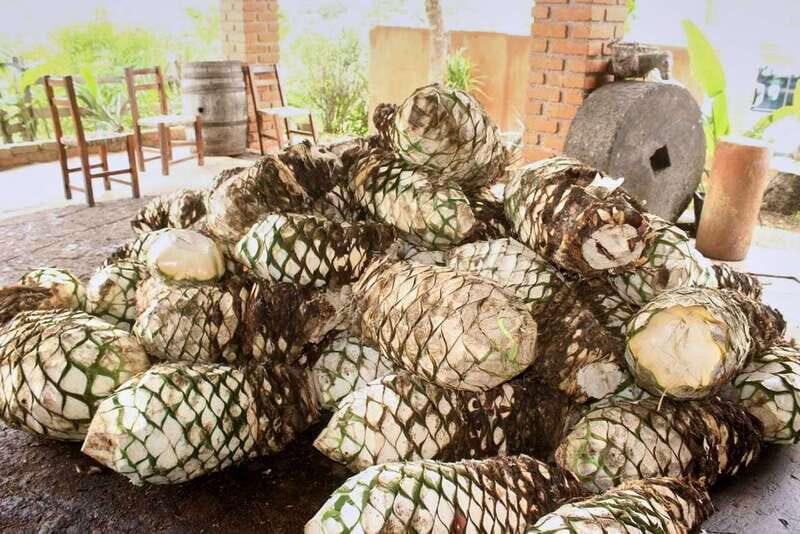 Puerto Vallarta: Botanical Gardens, Distillery & Coffee Tour - Transportation, Comfort, and Practicalities