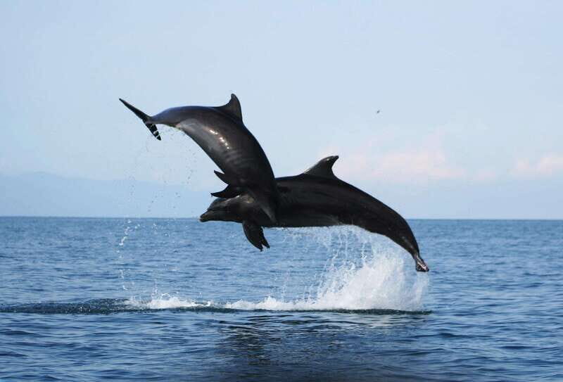 Puerto Vallarta: Dolphin Watching Cruise with a Biologist - Key Points