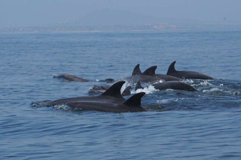 Puerto Vallarta: Dolphin Watching Cruise with a Biologist - FAQ