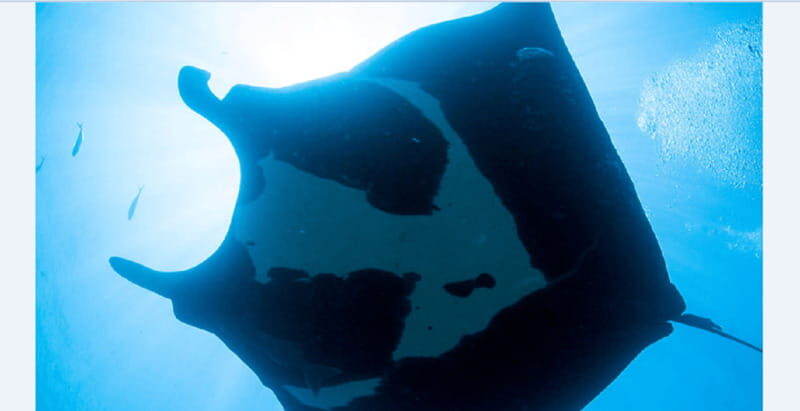 Puerto Vallarta: El Chimo Scuba Diving Expedition - Introduction