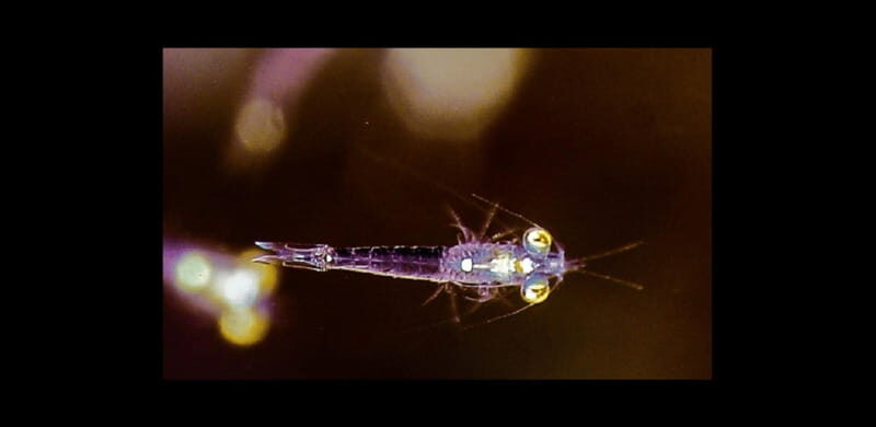 Puerto Vallarta: El Chimo Scuba Diving Expedition - Key Points