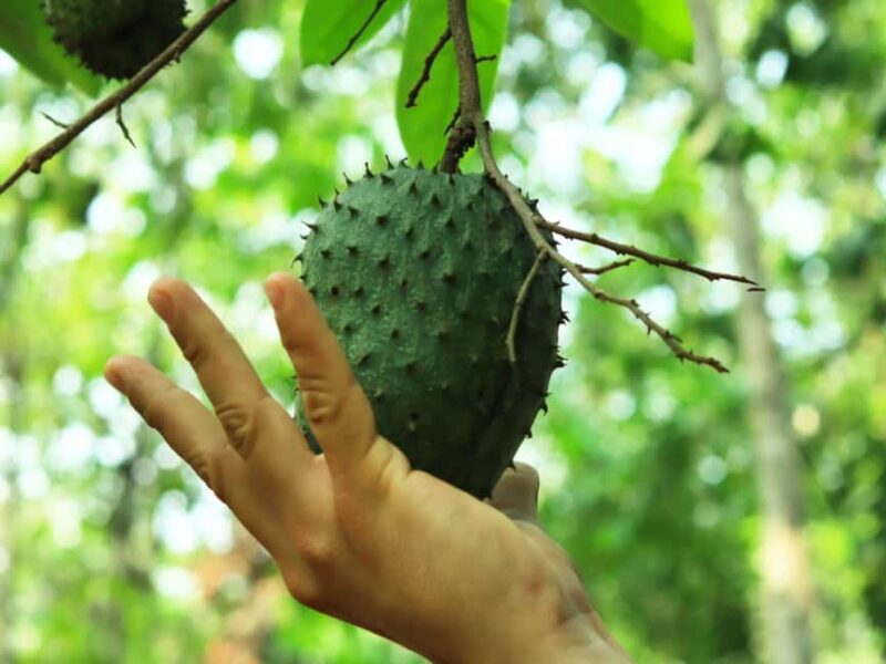 Puerto Vallarta: Hands-on Farm Experience from Cow to Cheese - Practical Details and What to Expect