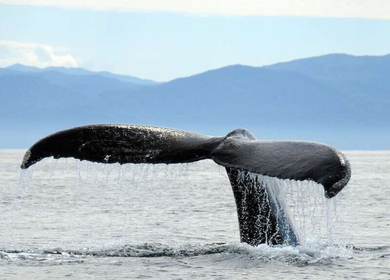 Puerto Vallarta: Humpback Whale Research Adventure Tour - Key Points
