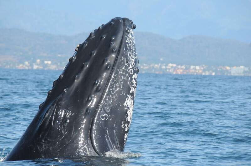 Puerto Vallarta: Humpback Whale Research Adventure Tour - Authentic Experiences and Review Highlights