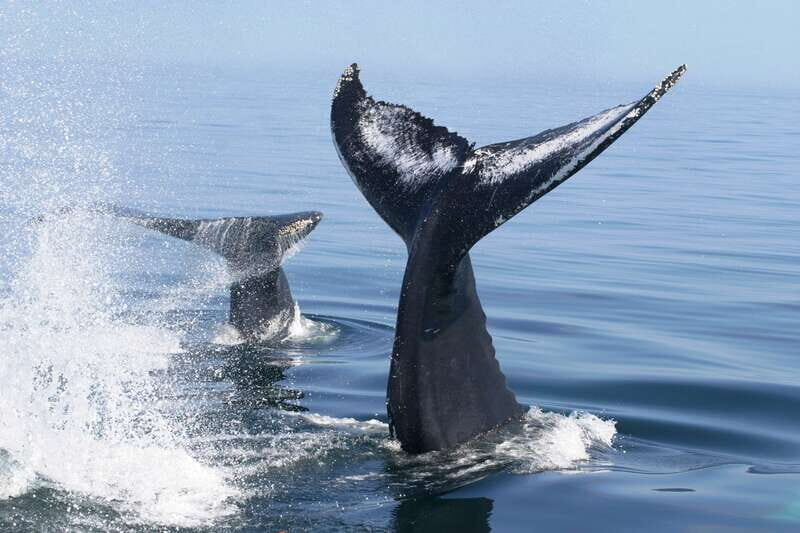Puerto Vallarta: Humpback Whale Research Adventure Tour - Practical Tips for Your Whale-Watching Adventure