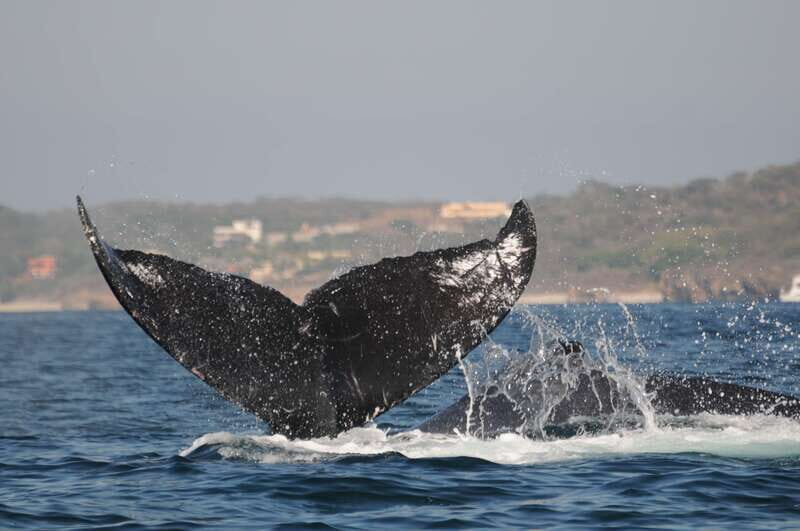 Puerto Vallarta: Humpback Whale Research Adventure Tour - Who Is This Tour Best For?
