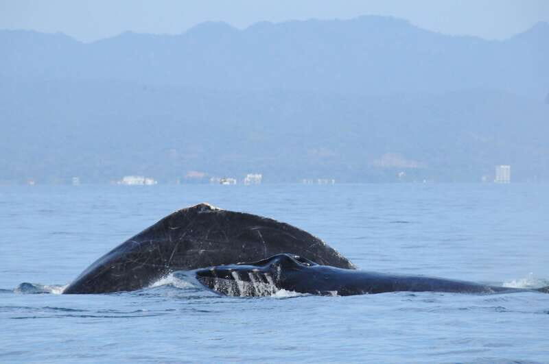 Puerto Vallarta: Humpback Whale Research Adventure Tour - The Sum Up