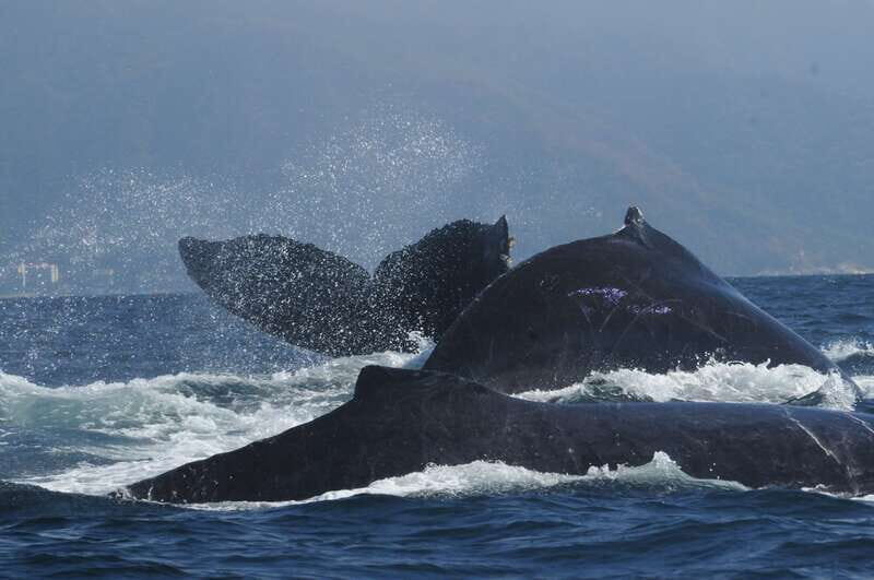 Puerto Vallarta: Humpback Whale Research Adventure Tour - FAQ