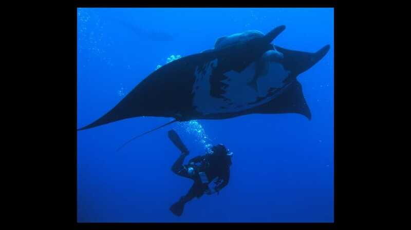 Puerto Vallarta: La Corbeñeta Underwater Exploration - FAQ