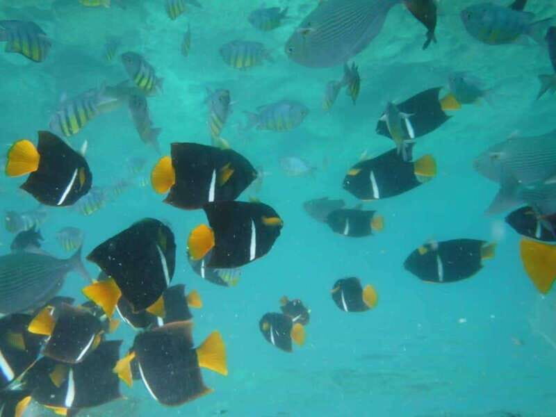 Puerto Vallarta: Los Arcos Snorkel & Beach Private Boat Tour - An In-Depth Look at the Tour Experience