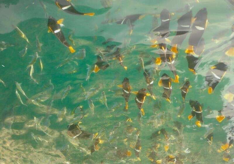 Puerto Vallarta: Los Arcos Snorkeling Tour - Key Points  