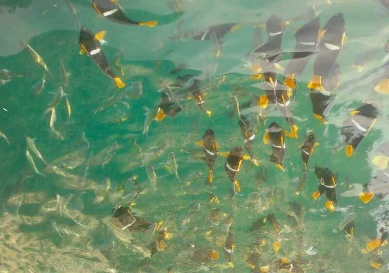 Puerto Vallarta: Los Arcos Snorkeling Tour - FAQ