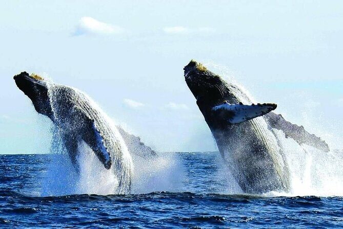 Puerto Vallarta: Luxury Whale Watching Aboard Private Yacht - An Overview of What to Expect