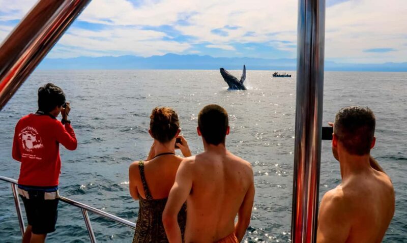Puerto Vallarta: Mega Yacht Whale Watching Sunset Cruise - A Deep Dive into the Experience