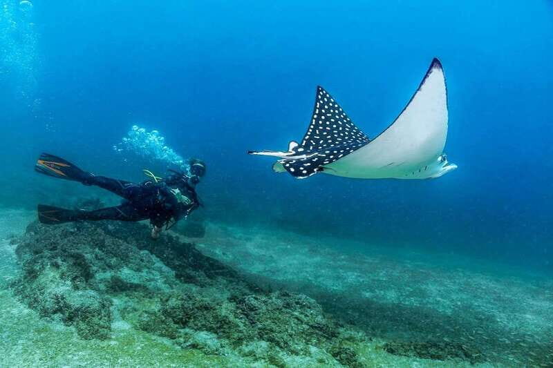 Puerto Vallarta: Scuba Dive in Las Caletas - The All-Inclusive Element