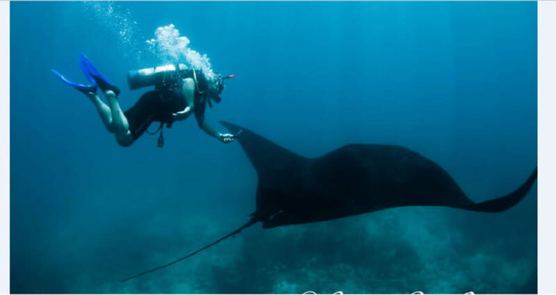 Puerto Vallarta: Scuba Diving en el Morro - Exploring Puerto Vallarta: Scuba Diving en el Morro