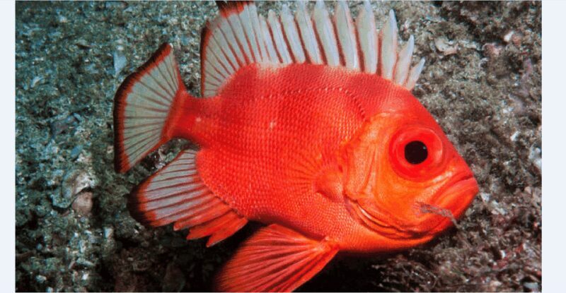 Puerto Vallarta: Scuba Diving en el Morro - Who Should Consider This Tour?