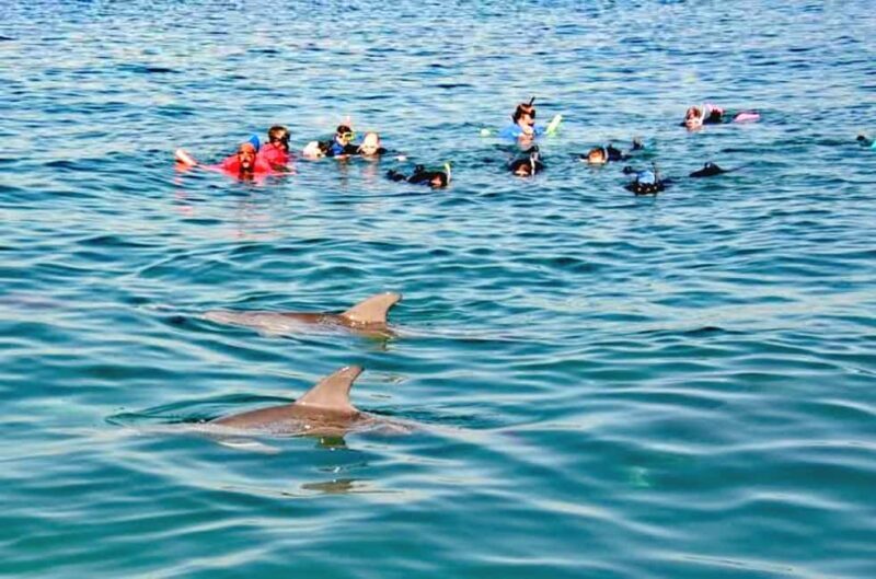 Puerto Vallarta: Swim and Paddle Board with Wild Dolphins - The Practical Side: What’s Included & What You Need To Know