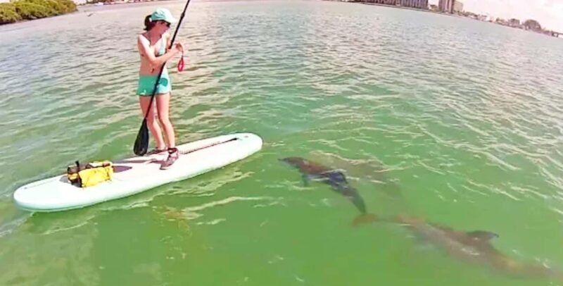 Puerto Vallarta: Swim and Paddle Board with Wild Dolphins - Who Will Love This Tour?