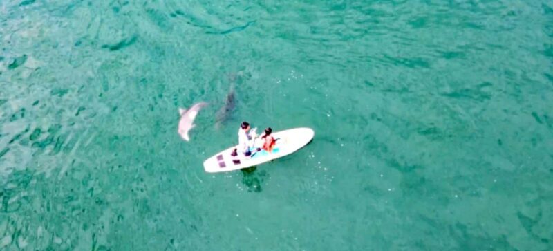 Puerto Vallarta: Swim and Paddle Board with Wild Dolphins - Final Thoughts