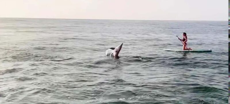 Puerto Vallarta: Swim and Paddle Board with Wild Dolphins - FAQs