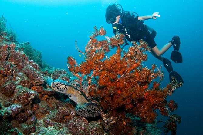 Puerto Vallarta Undersea Private Scuba Diving - FAQ