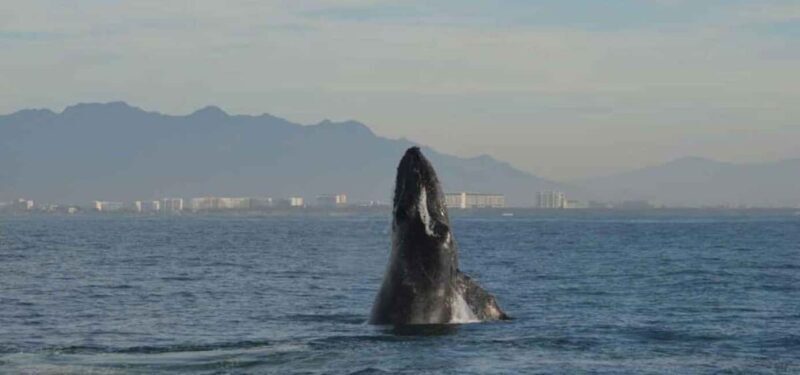 Puerto Vallarta: Whale Watching Adventure Tour - Key Points