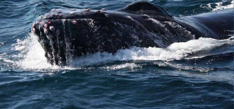 Puerto Vallarta: Whale Watching Adventure Tour - What to Expect from the Whale Watching Tour
