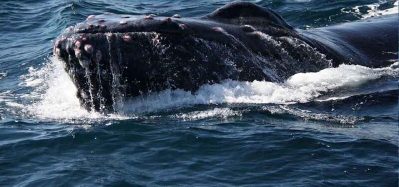 Puerto Vallarta: Whale Watching Beach Bay - The Experience: What You Can Expect