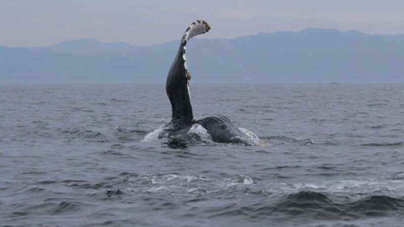 Puerto Vallarta: Whale Watching Encounter - Introduction